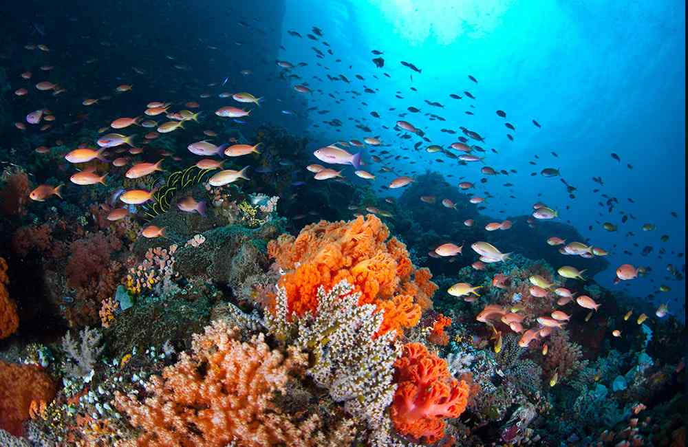 MIMAROPA Ventures | The best of MIMAROPA islands